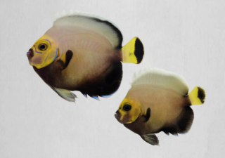 Category: Fish | Reef Builders | The Reef and Saltwater Aquarium Blog