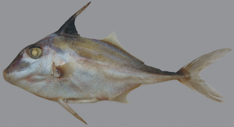 Short-nosed Tripodfish Recorded for the First Time in the Red Sea ...