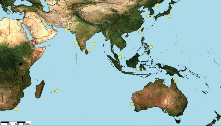 Short-nosed Tripodfish Recorded for the First Time in the Red Sea ...