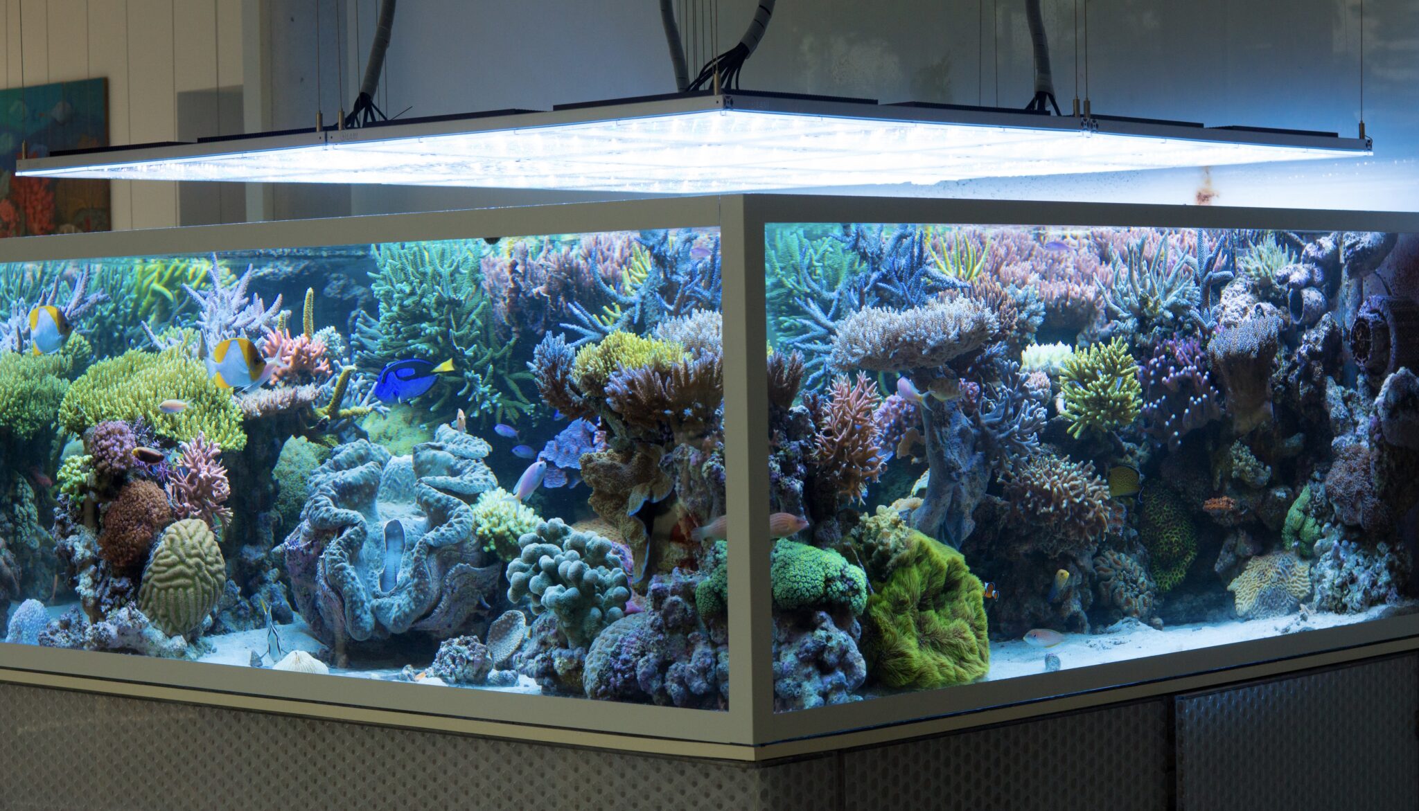 TRITON Reef 2.0 will be a Great Barrier Reef Biotope | Reef Builders ...