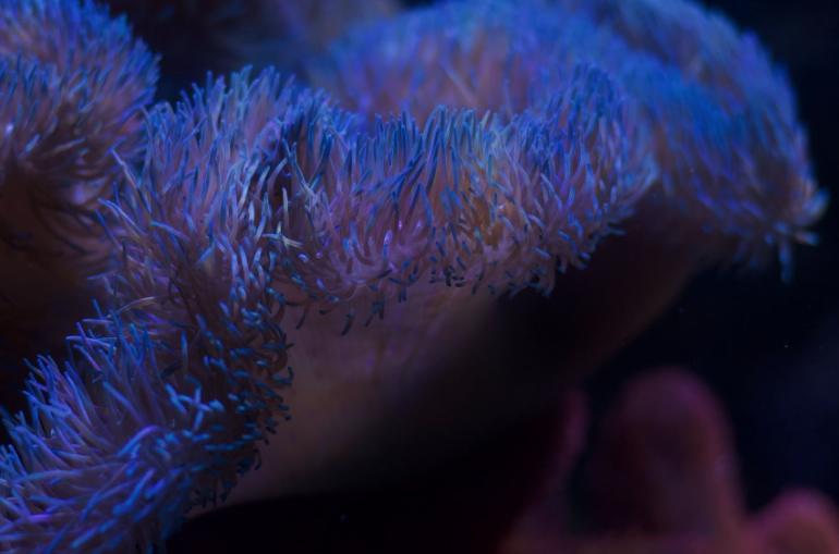 John Sorkness is the God of Gig Anemones | Reef Builders | The Reef and ...