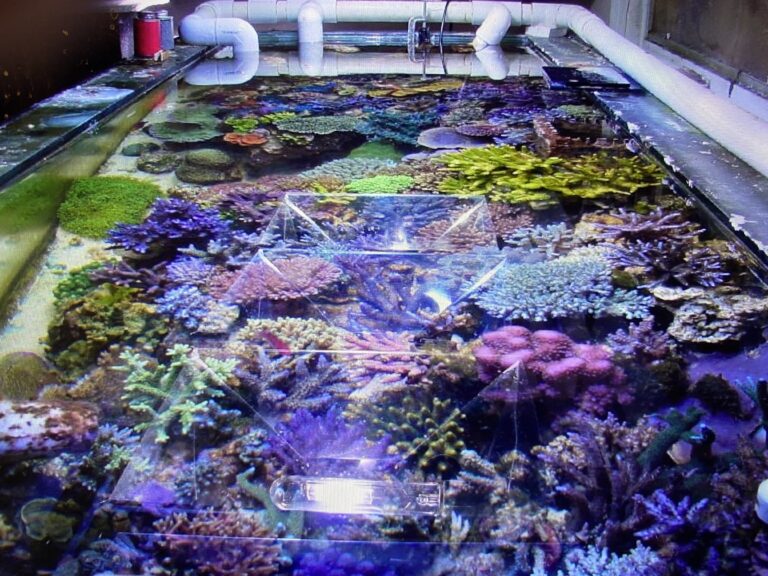 Understanding the Coral Biome and Microbiome | Reef Builders | The Reef ...