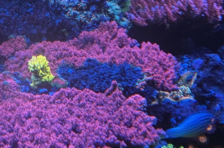 Understanding the Coral Biome and Microbiome | Reef Builders | The Reef ...