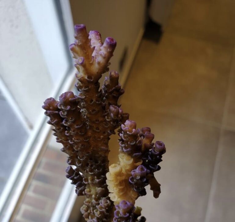 How to Manage Reef Tank Pests | Reef Builders | The Reef and Saltwater ...