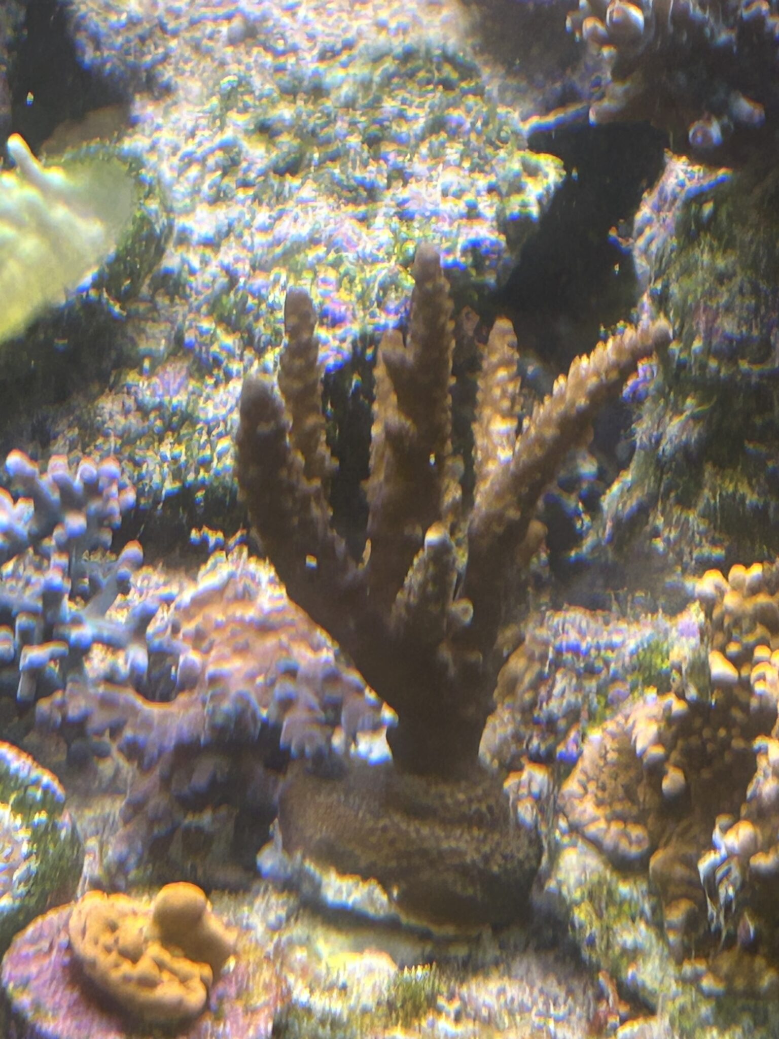 Understanding the Coral Biome and Microbiome | Reef Builders | The Reef ...