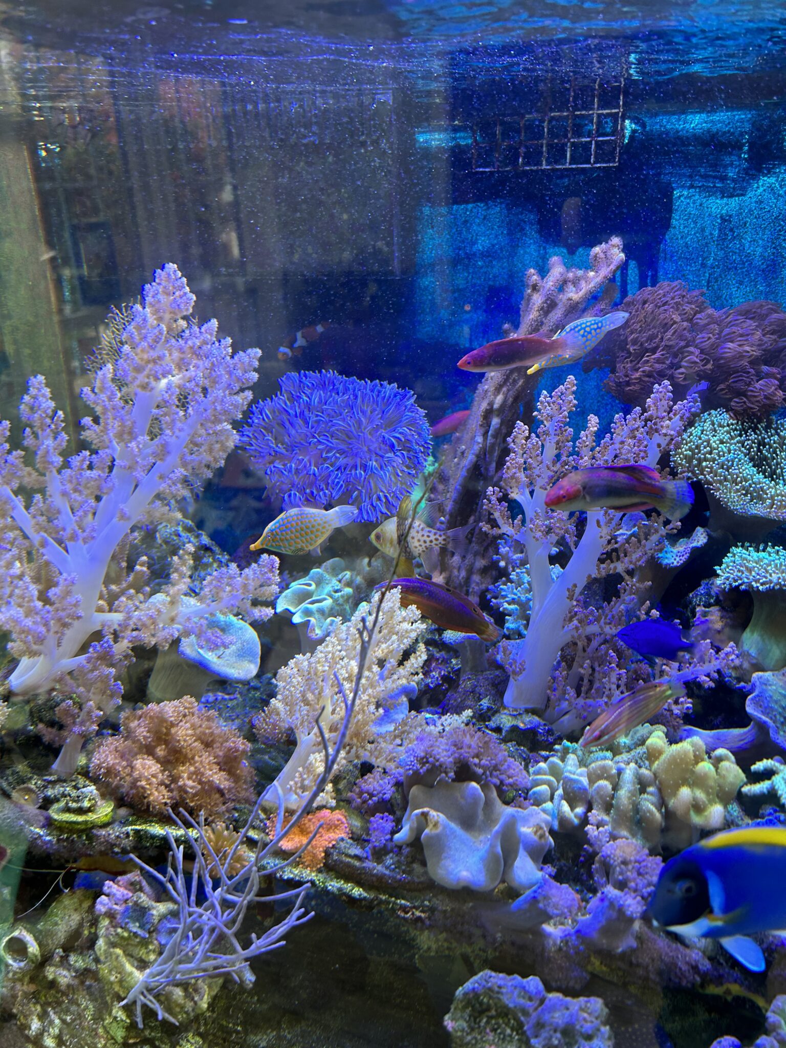 Understanding the Coral Biome and Microbiome | Reef Builders | The Reef ...