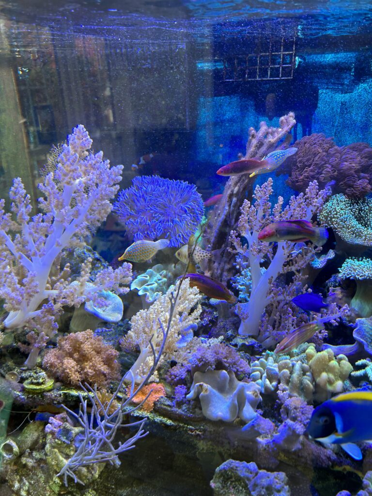 Understanding the Coral Biome and Microbiome | Reef Builders | The Reef ...