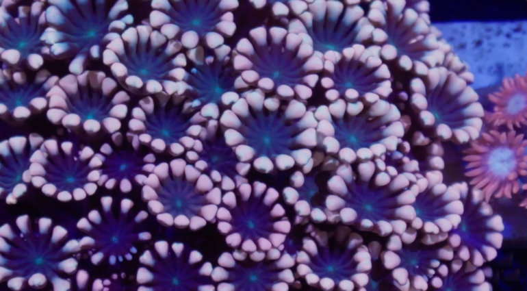 Continuing A Reef Show Tradition With Chris Meckley | Reef Builders ...