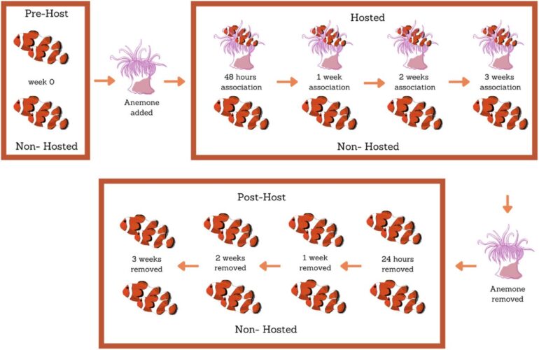 Clownfish mucus composition changes during host anemone symbiosis ...