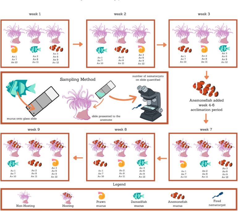 Clownfish mucus composition changes during host anemone symbiosis ...