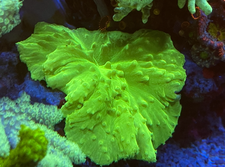 Green Cabbage Coral is One Of The Best Corals for Beginners | Reef ...
