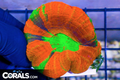 Double-headed Master Scoly is Twice The Delight | Reef Builders | The ...