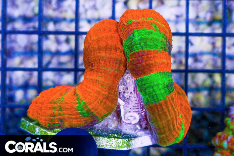 Double-headed Master Scoly is Twice The Delight | Reef Builders | The ...