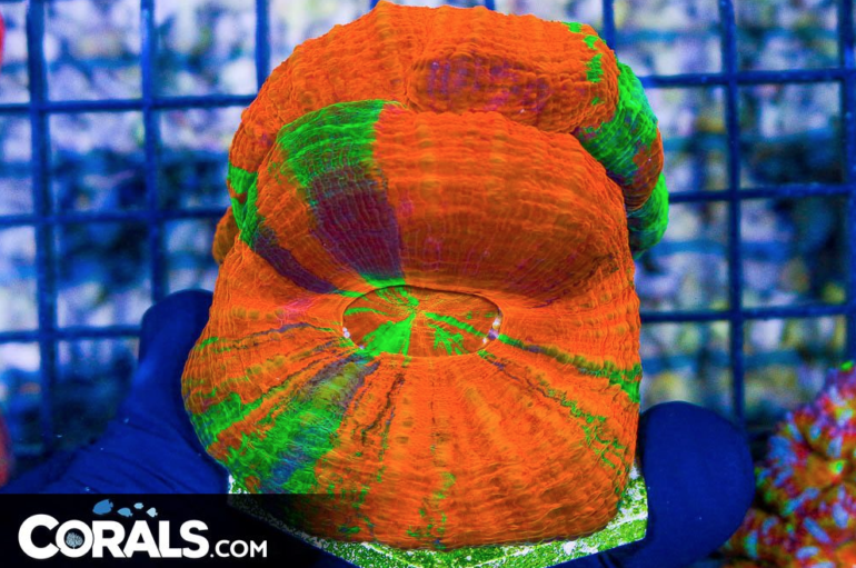 Double-headed Master Scoly is Twice The Delight | Reef Builders | The ...