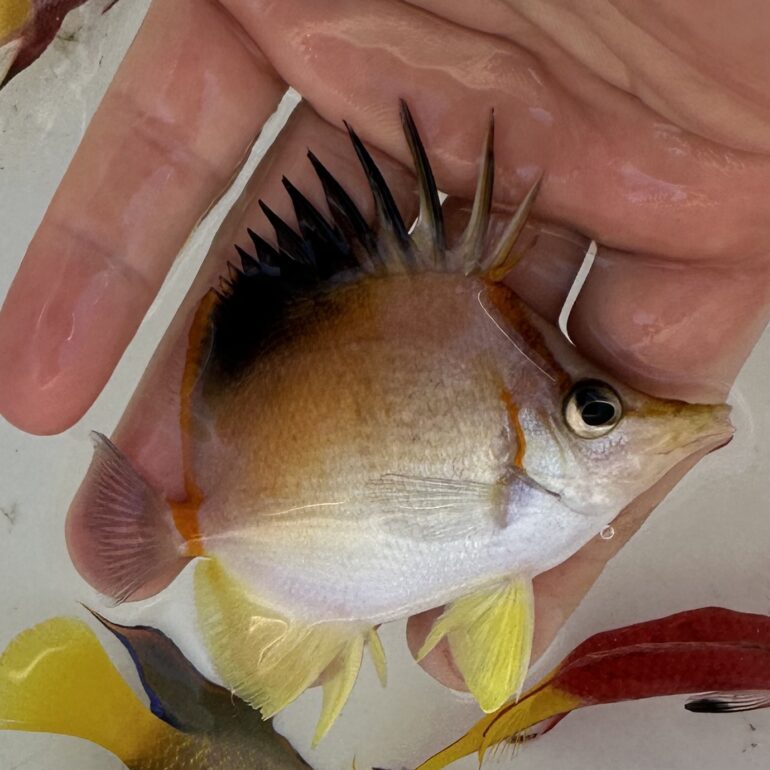 Poey’s Butterflyfish is an Exception to the Prognathodes Rule | Reef ...