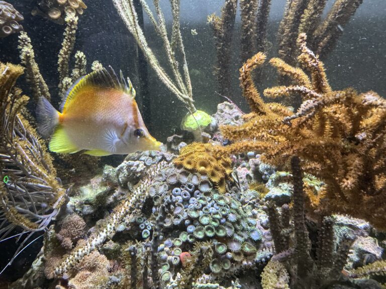 Poey’s Butterflyfish is an Exception to the Prognathodes Rule | Reef ...
