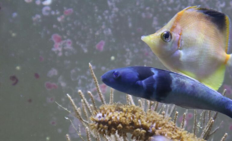 Poey’s Butterflyfish is an Exception to the Prognathodes Rule | Reef ...