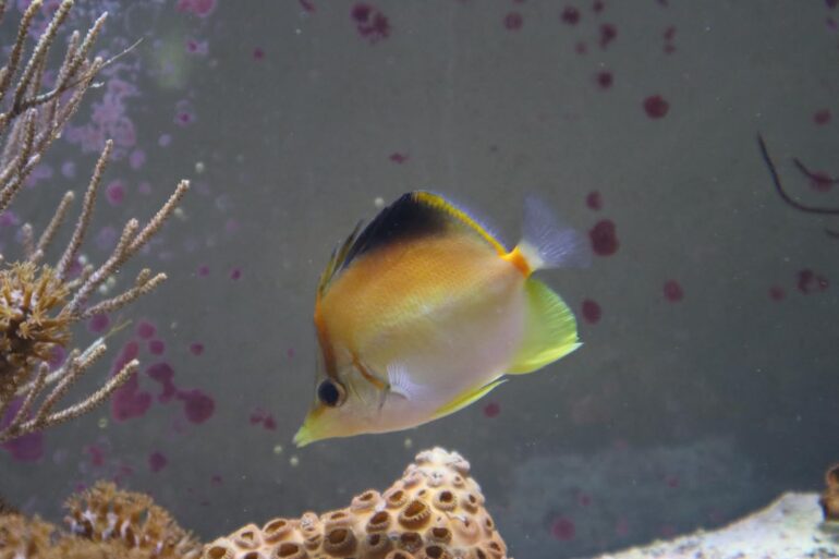 Poey’s Butterflyfish is an Exception to the Prognathodes Rule | Reef ...