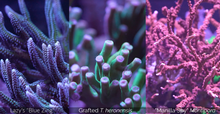 Jake’s Kitchen Sink Tank: Jack’s Five-Year Update Video | Reef Builders ...