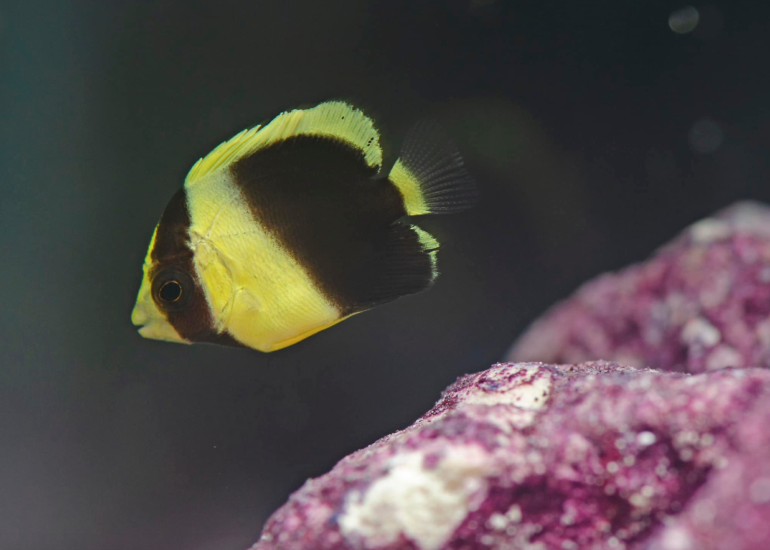Regal x Tiger Angelfish could be the first cross-genera hybrid | Reef ...