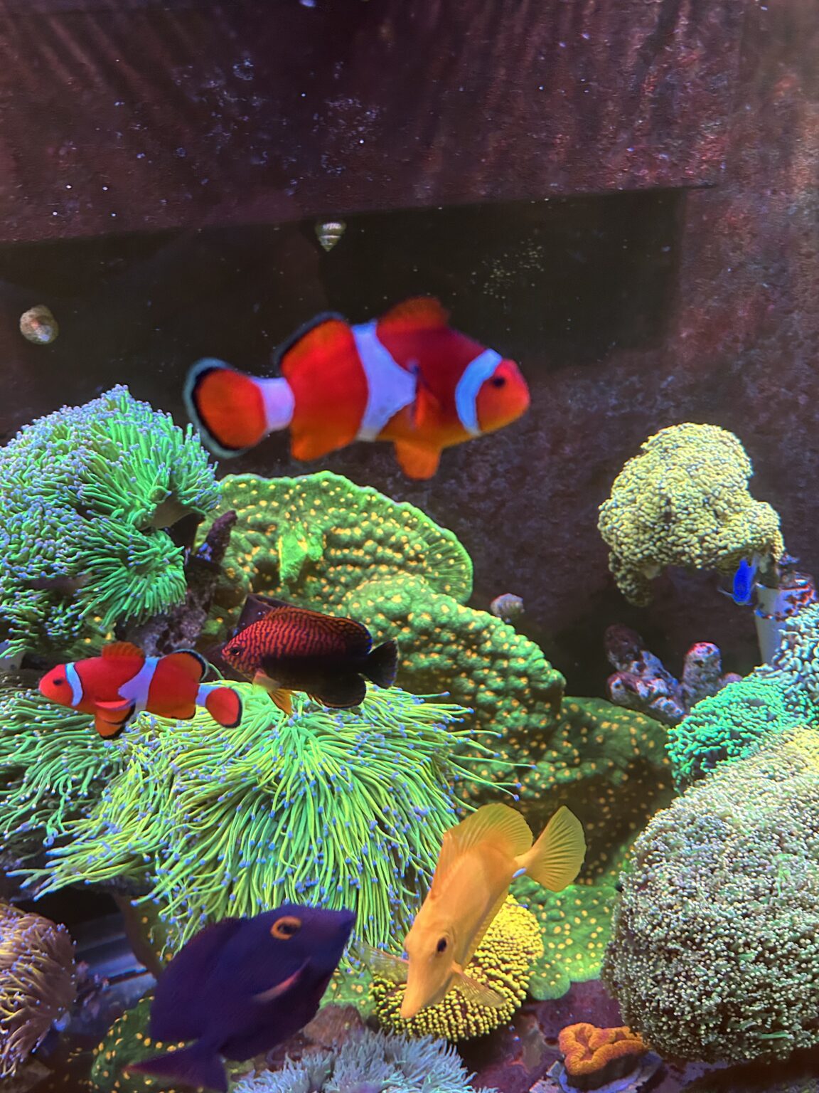 Reef Builders | The Reef and Saltwater Aquarium Blog