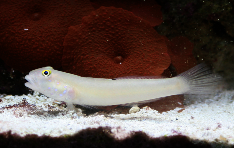 Five Sand Sifters for a Reef Aquarium | Reef Builders | The Reef and ...