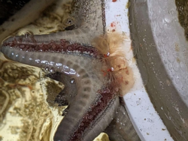 The Case for Carnivorous Starfish | Reef Builders | The Reef and ...