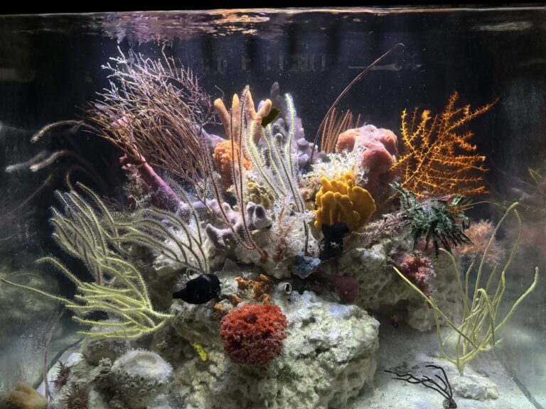 Levi’s Deepwater Reef Tank | Reef Builders | The Reef and Saltwater ...