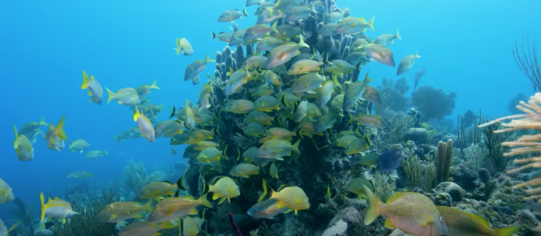 The Dominican Republic protects 30 percent of its waters | Reef ...