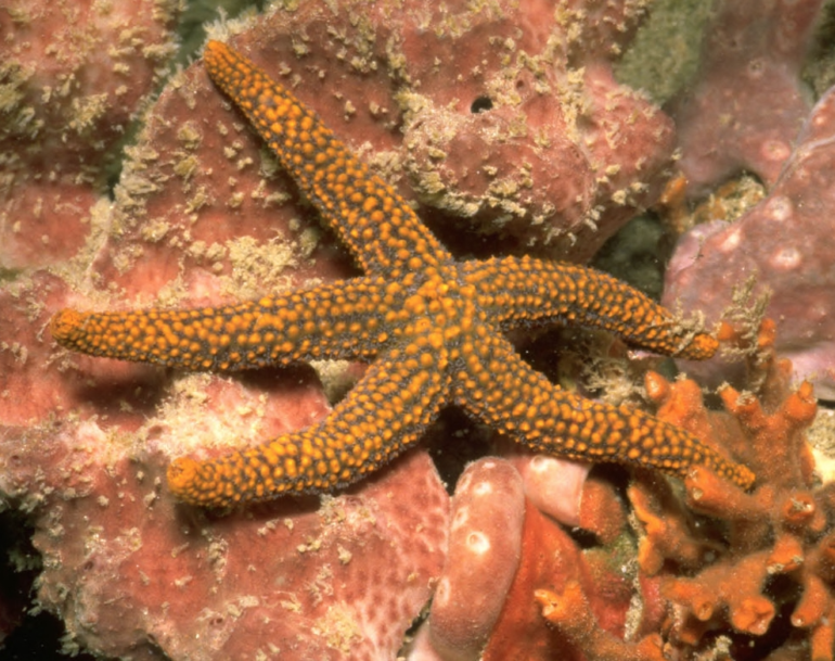 The Case for Carnivorous Starfish | Reef Builders | The Reef and ...
