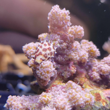 Stunning Stereonephthya in STL | Reef Builders | The Reef and Saltwater ...