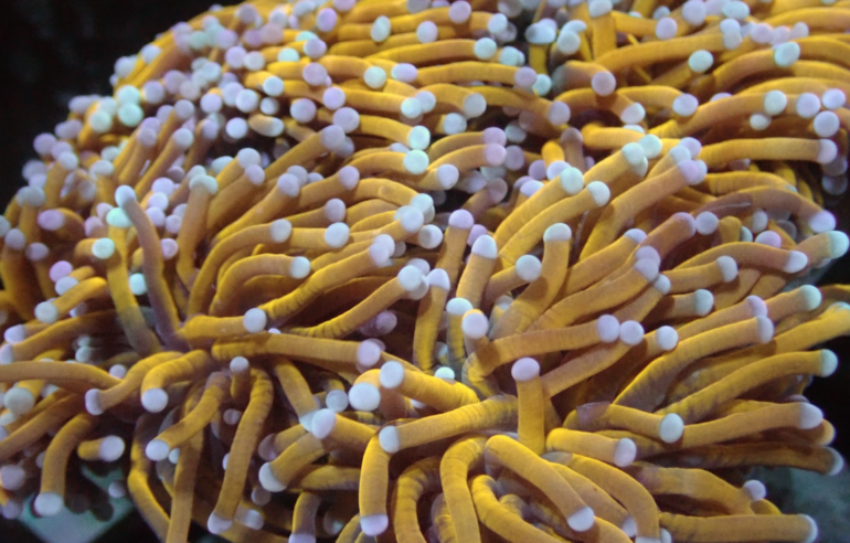 The Past, Present, and Future of Torch Corals, Euphyllia glabrescens ...