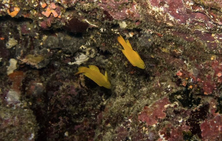 Why Golden Assessors deserve a place on your stocking list | Reef ...