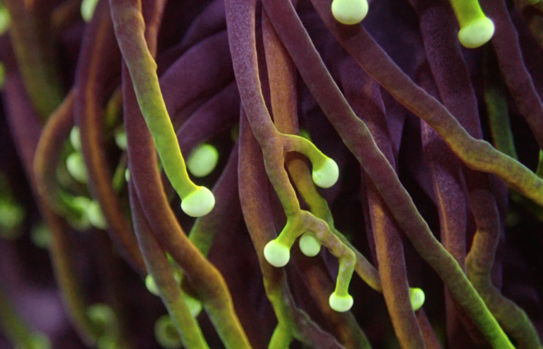 The Past, Present, and Future of Torch Corals, Euphyllia glabrescens ...