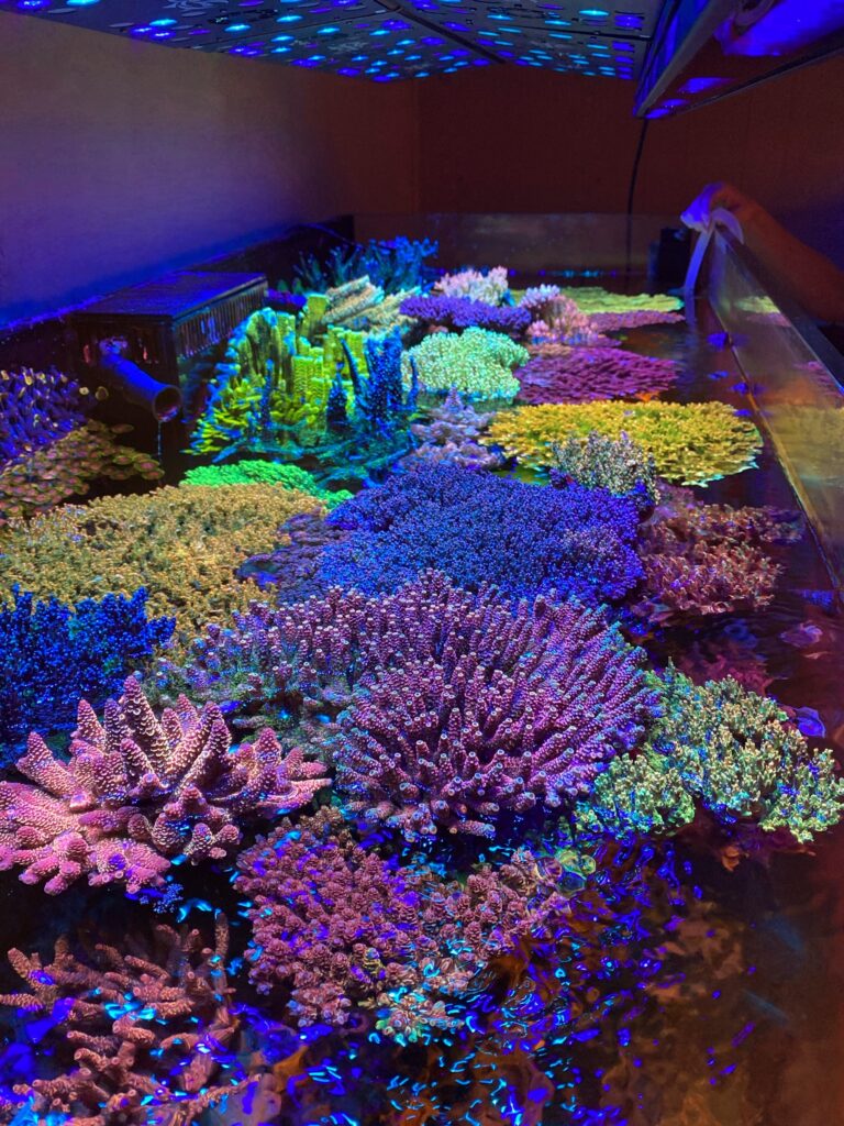 In Search of The Perfect Reef Tank | Reef Builders | The Reef and ...