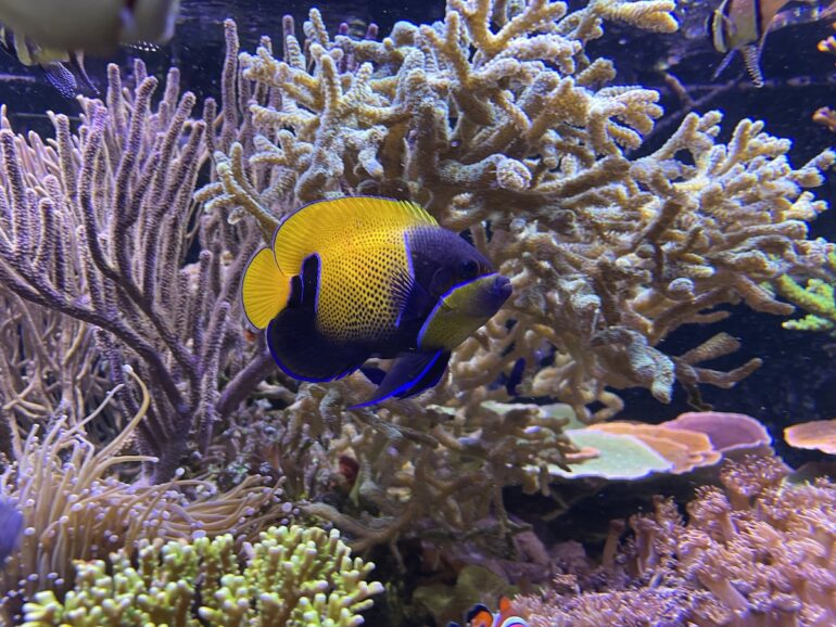 Reef Safe Angelfish: What’s the Secret? | Reef Builders | The Reef and ...