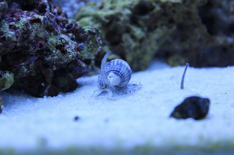Five Sand Sifters for a Reef Aquarium | Reef Builders | The Reef and ...