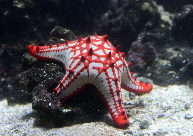 The Case for Carnivorous Starfish | Reef Builders | The Reef and ...