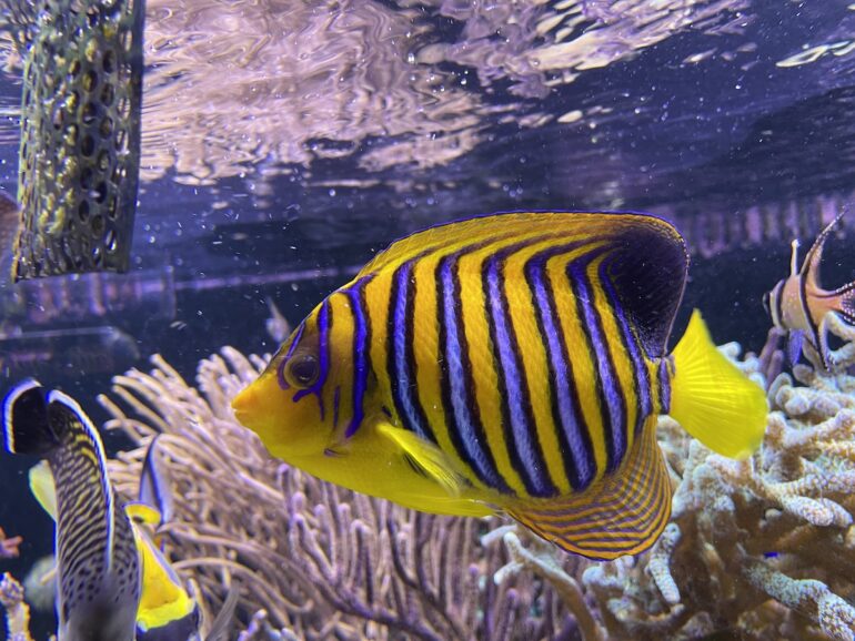 Reef Safe Angelfish: What’s the Secret? | Reef Builders | The Reef and ...