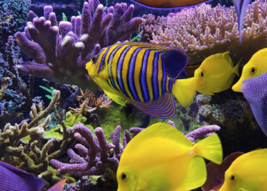 Reef Safe Angelfish: What’s the Secret? | Reef Builders | The Reef and ...