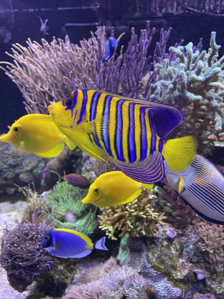 Reef Safe Angelfish: What’s the Secret? | Reef Builders | The Reef and ...