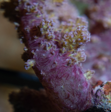 Stunning Stereonephthya in STL | Reef Builders | The Reef and Saltwater ...