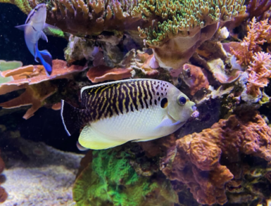 Reef Safe Angelfish: What’s the Secret? | Reef Builders | The Reef and ...