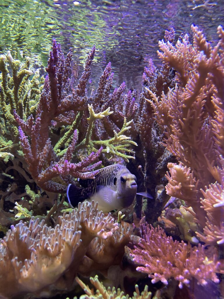 Reef Safe Angelfish: What’s the Secret? | Reef Builders | The Reef and ...