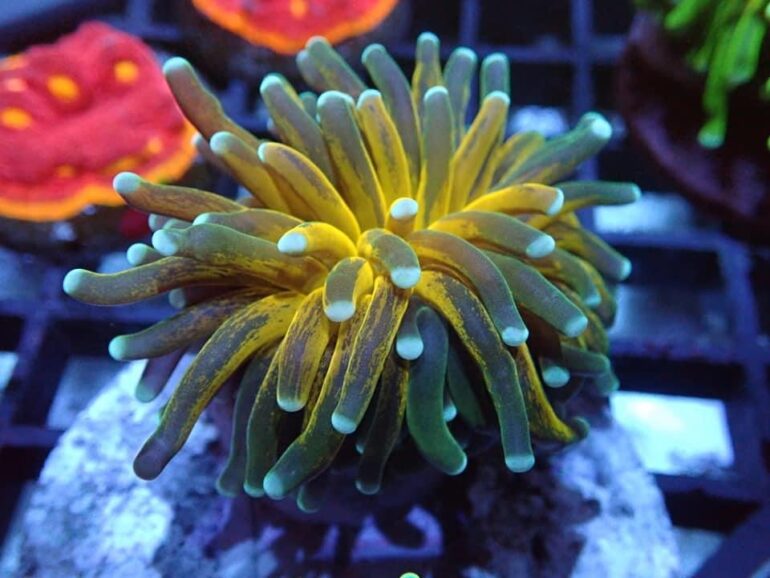 The Past, Present, and Future of Torch Corals, Euphyllia glabrescens ...