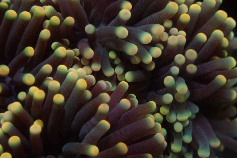The Past, Present, and Future of Torch Corals, Euphyllia glabrescens ...