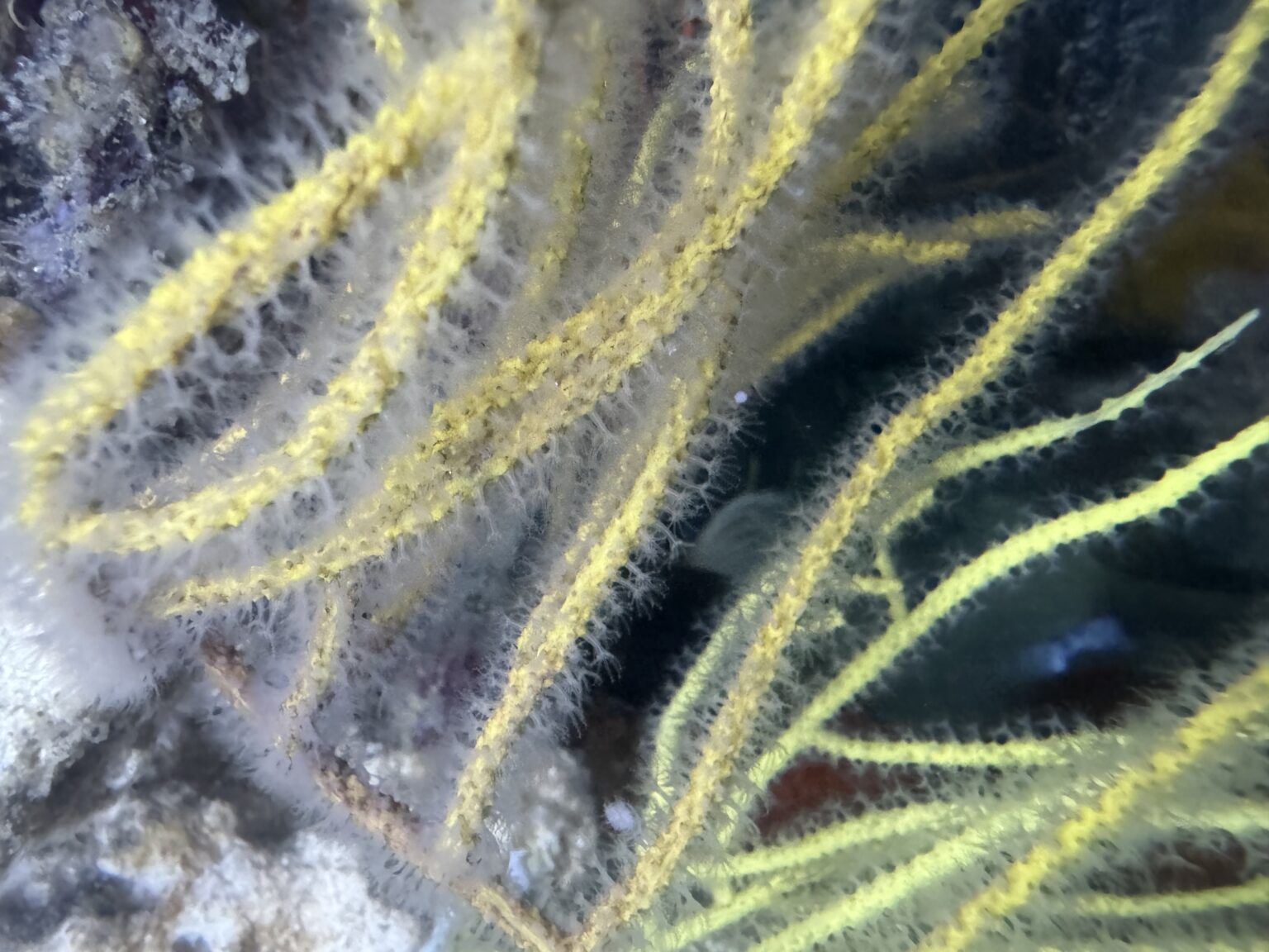 Levi’s Deepwater Reef Tank | Reef Builders | The Reef and Saltwater ...