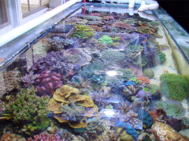 In Search of The Perfect Reef Tank | Reef Builders | The Reef and Saltwater Aquarium Blog