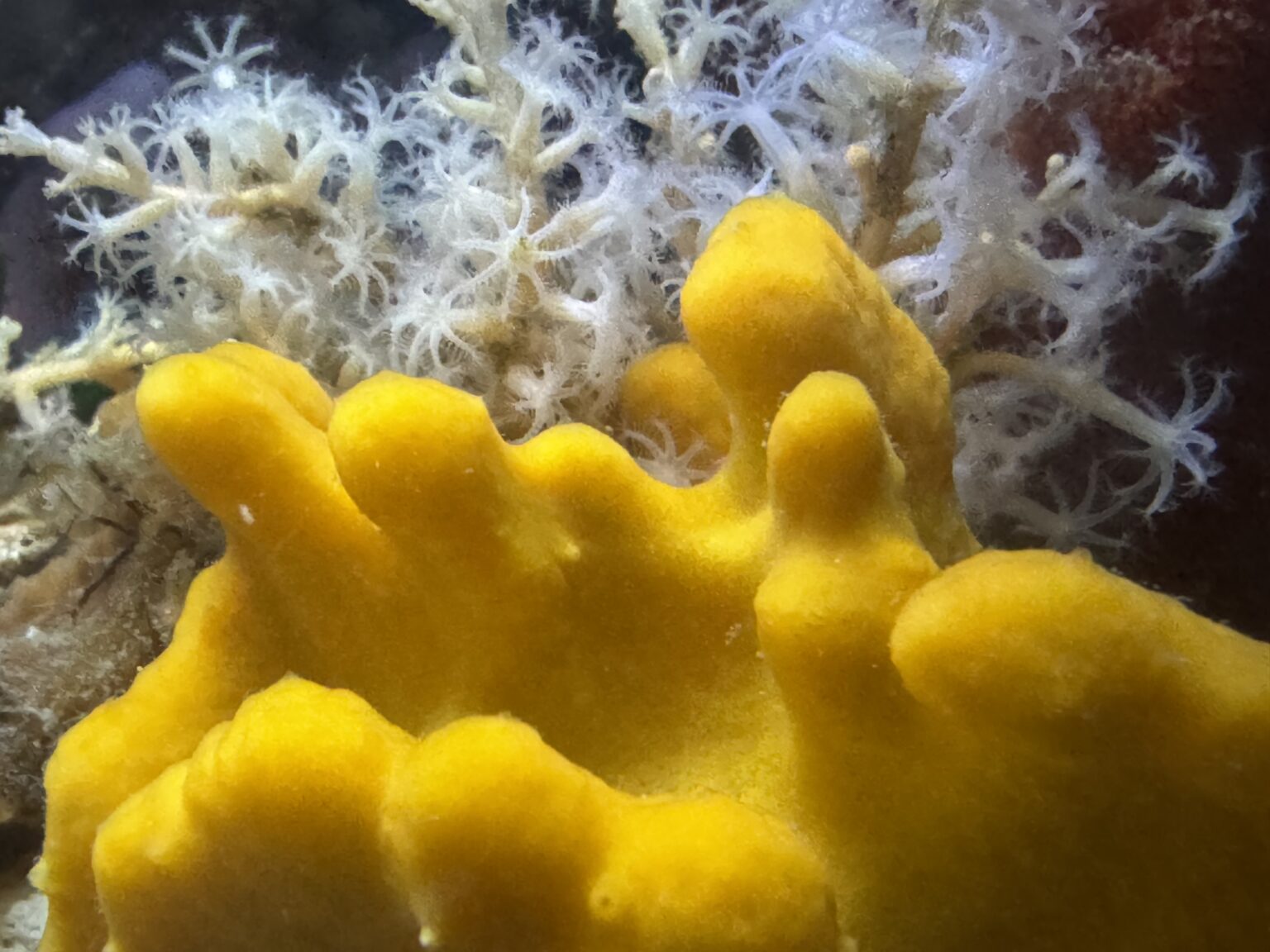 Levi’s Deepwater Reef Tank | Reef Builders | The Reef and Saltwater ...