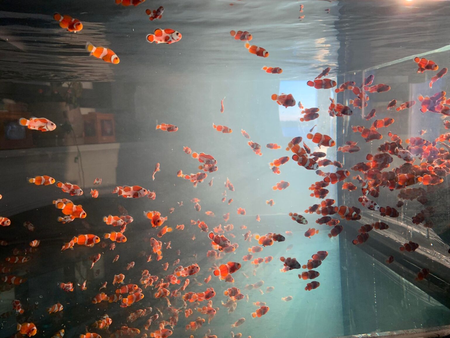 Can You Make It as a Fish Breeder? | Reef Builders | The Reef and ...